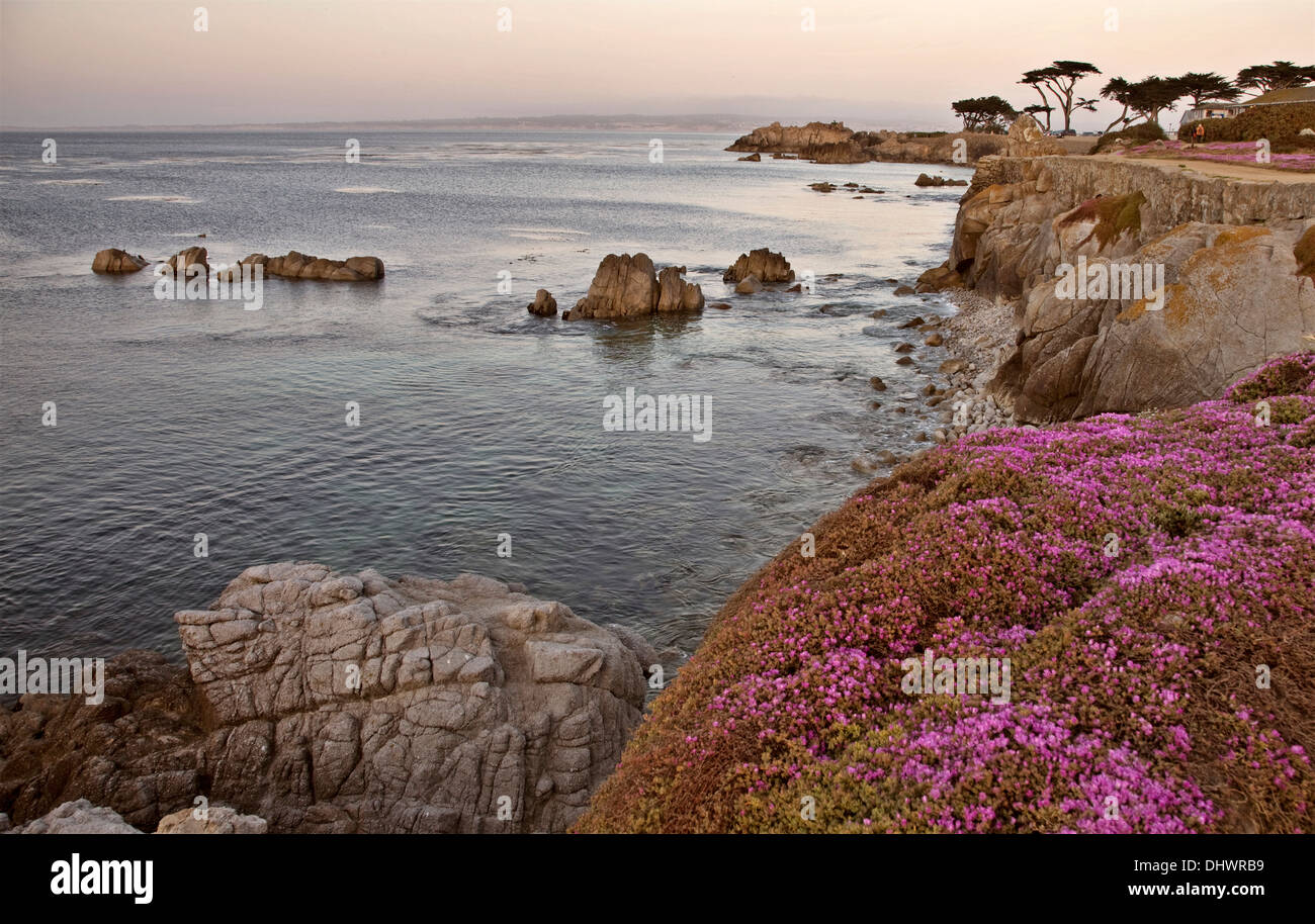 Monterey coast california pink flowers hi-res stock photography and ...