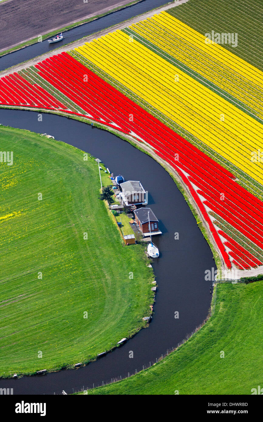 Netherlands, Lisse, fields of tulips and windmill, aerial Stock Photo ...