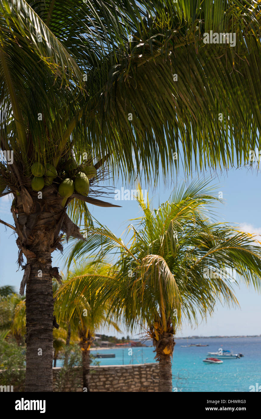 Palm trees on the island of Bonaire, Netherlands Antilles Stock Photo ...