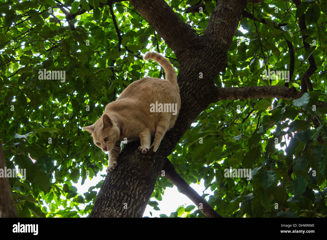 Beautiful old cat hi-res stock photography and images - Alamy