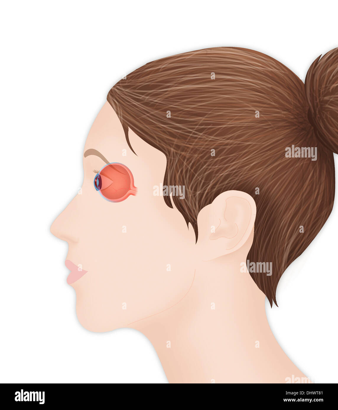 Eye woman anatomy hi-res stock photography and images - Alamy