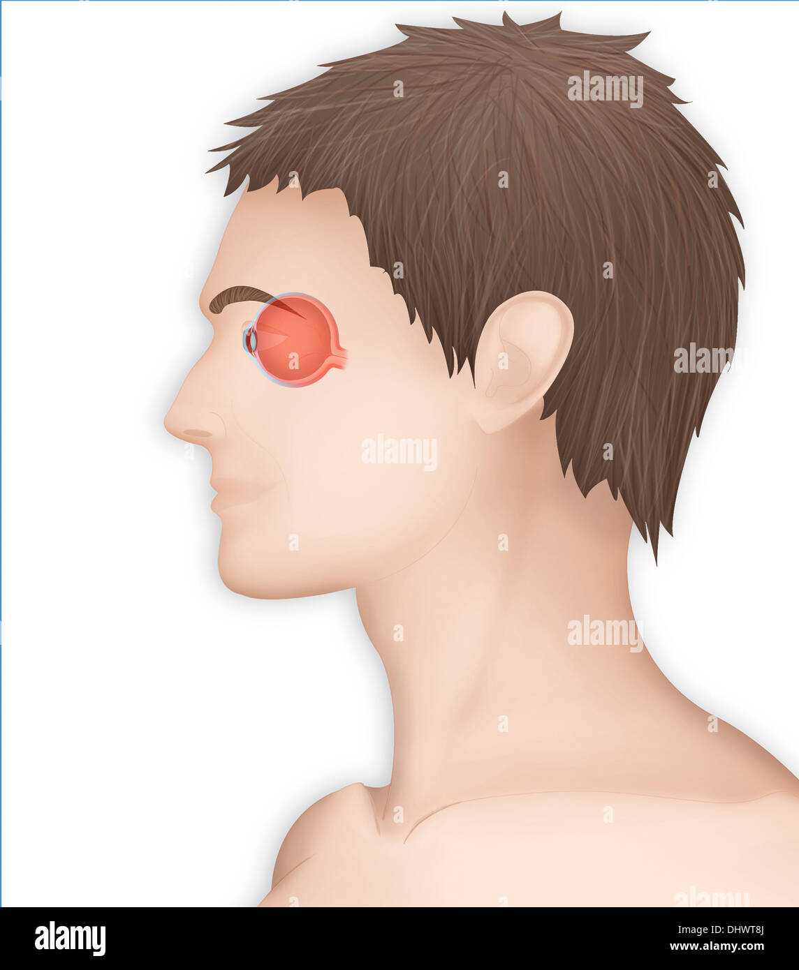 Posterior anatomy human male hi-res stock photography and images - Alamy