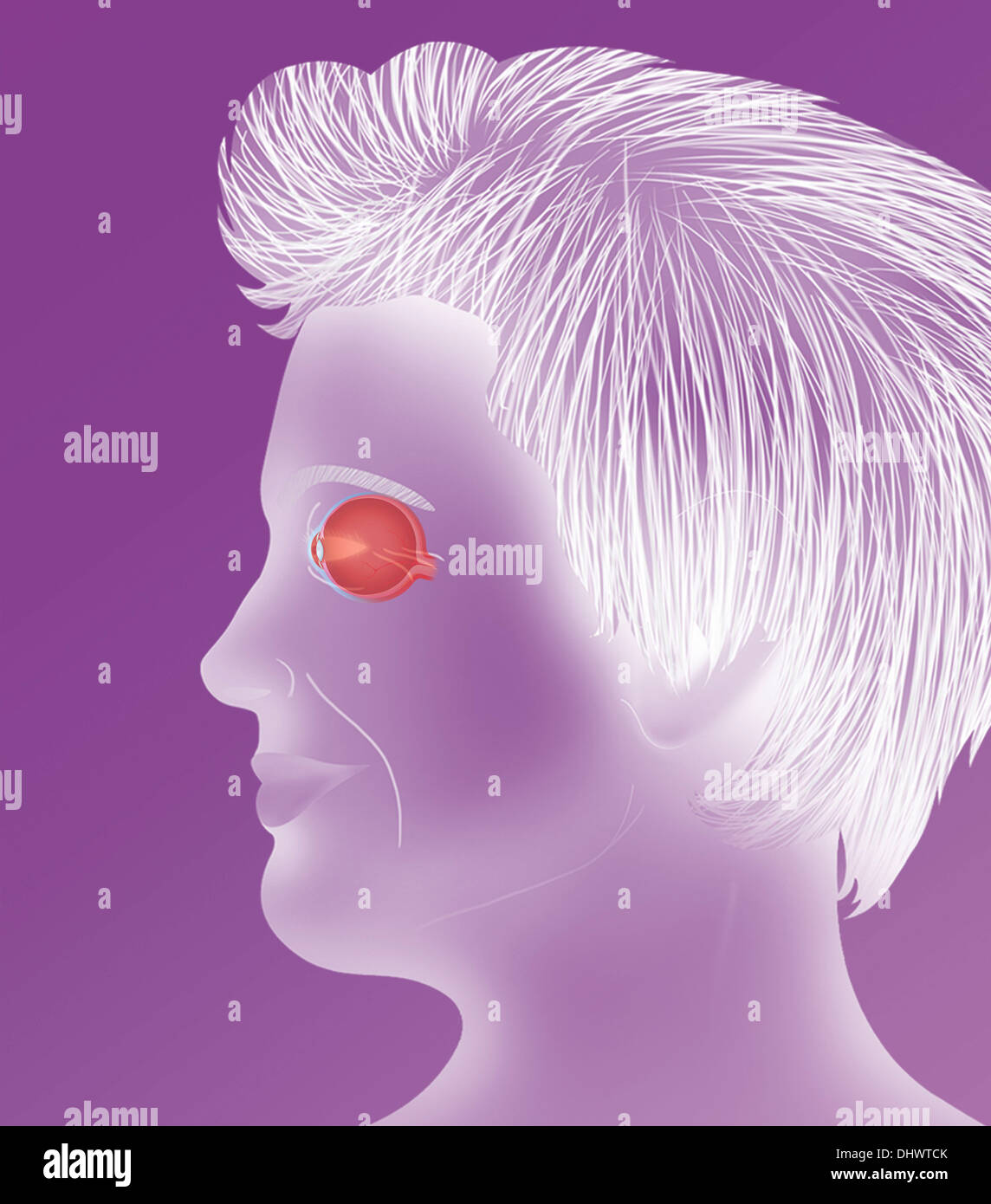 Choroid coat hi-res stock photography and images - Alamy