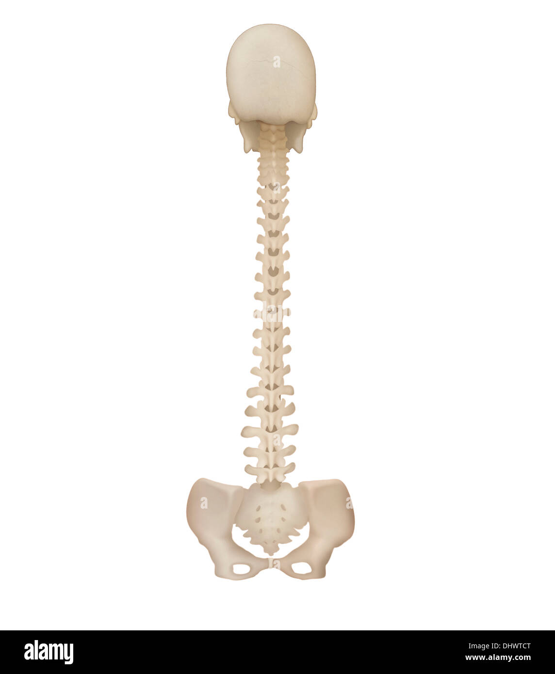 SPINAL COLUMN, ANATOMY Stock Photo - Alamy