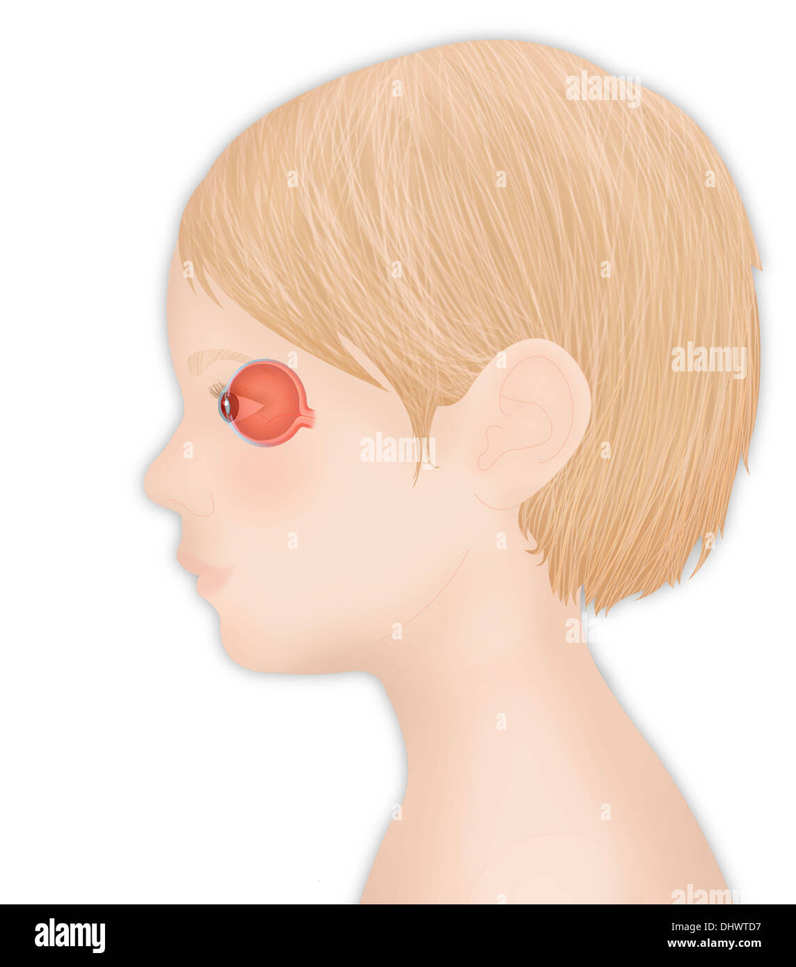 Camera oculi anterior hi-res stock photography and images - Alamy