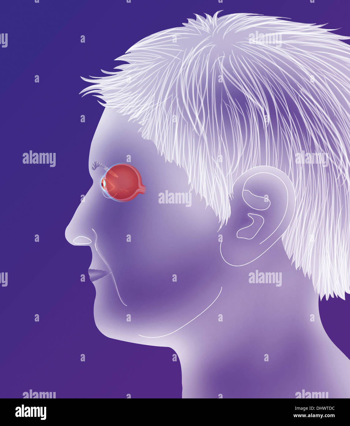 Ciliary Muscle High Resolution Stock Photography and Images - Alamy