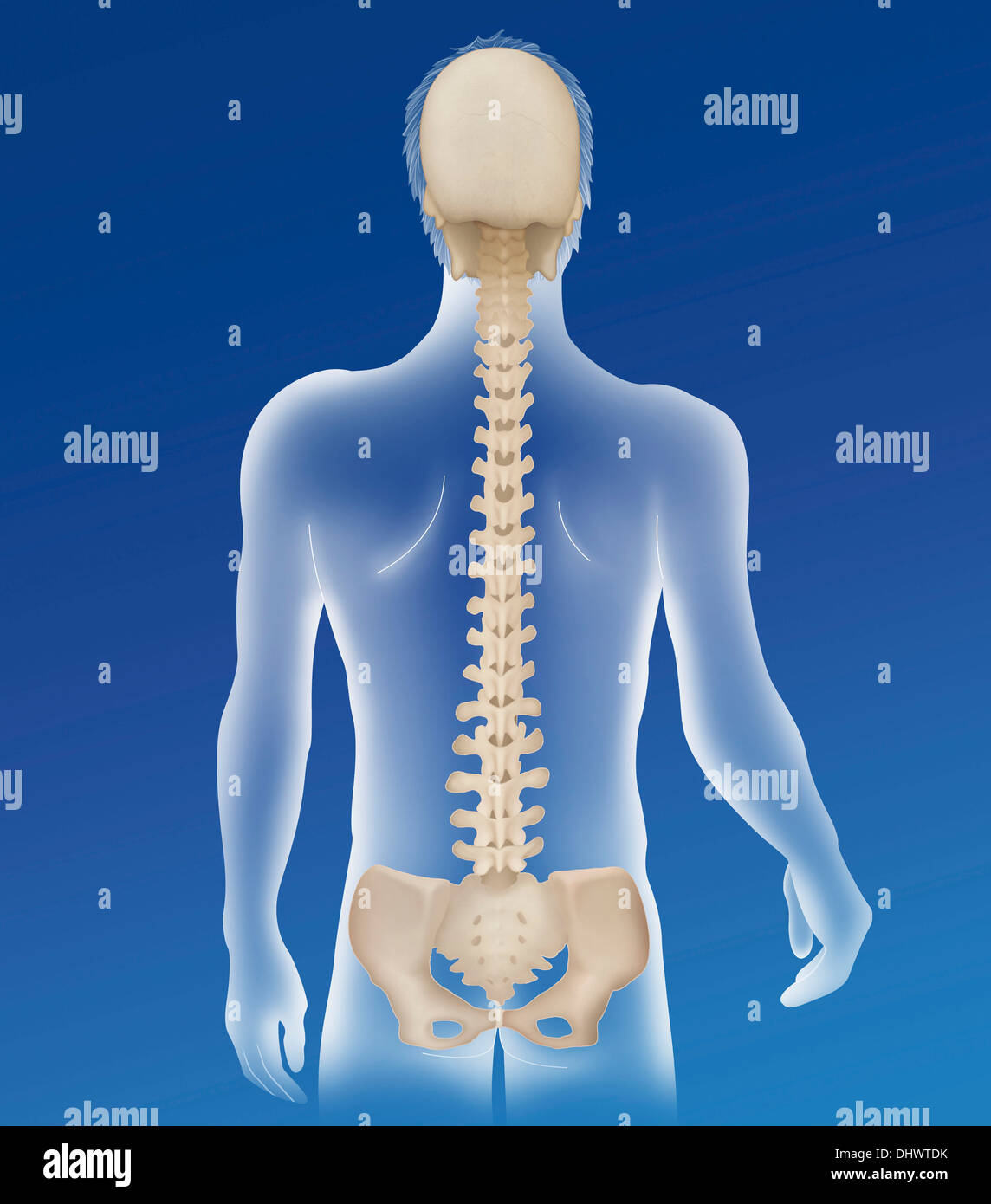 SPINAL COLUMN, ANATOMY Stock Photo - Alamy