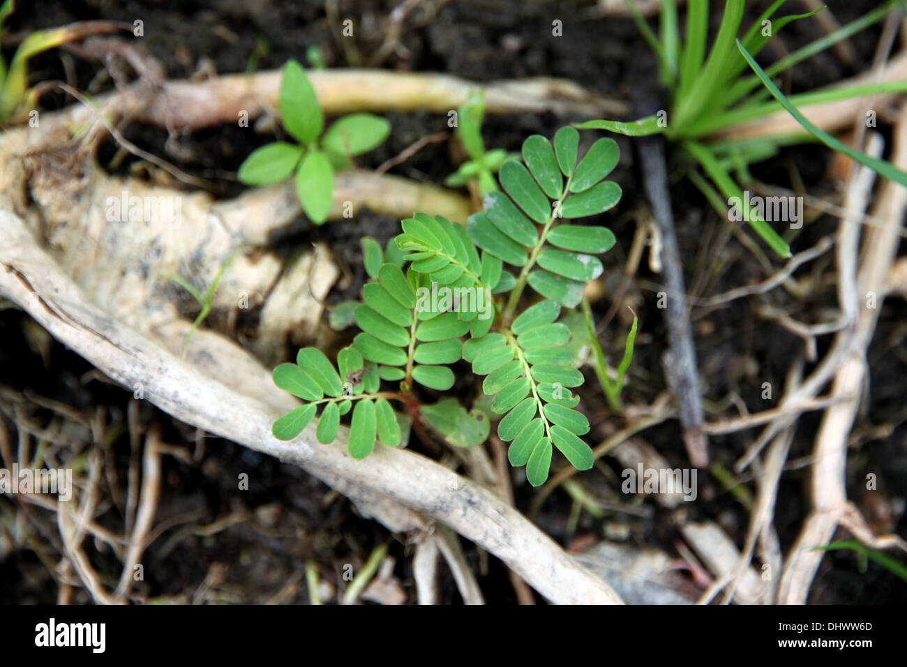 Tamarind tree hi-res stock photography and images - Alamy