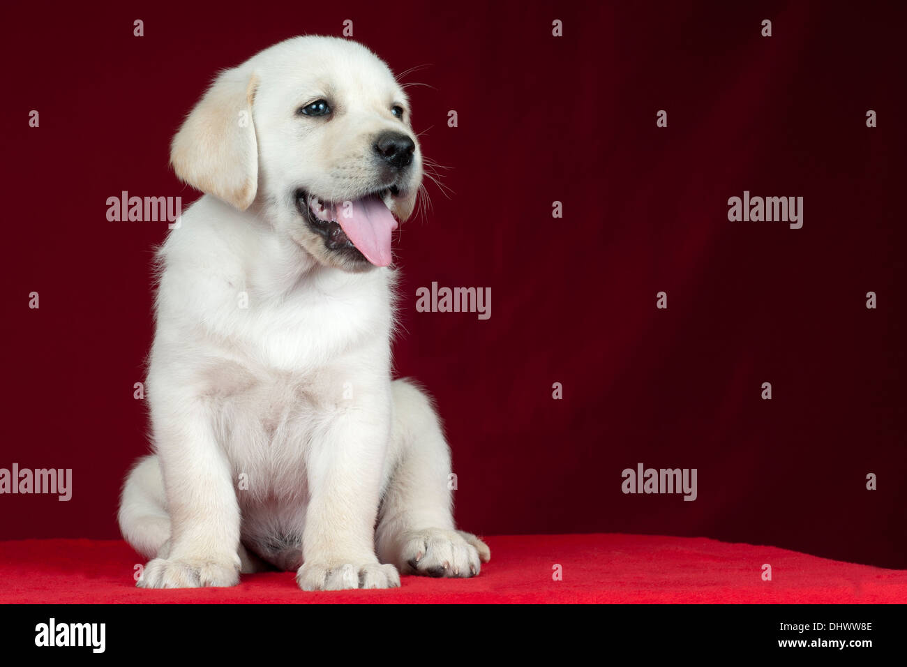 Puppy Labrador Retriever on a red background with space for text Stock ...