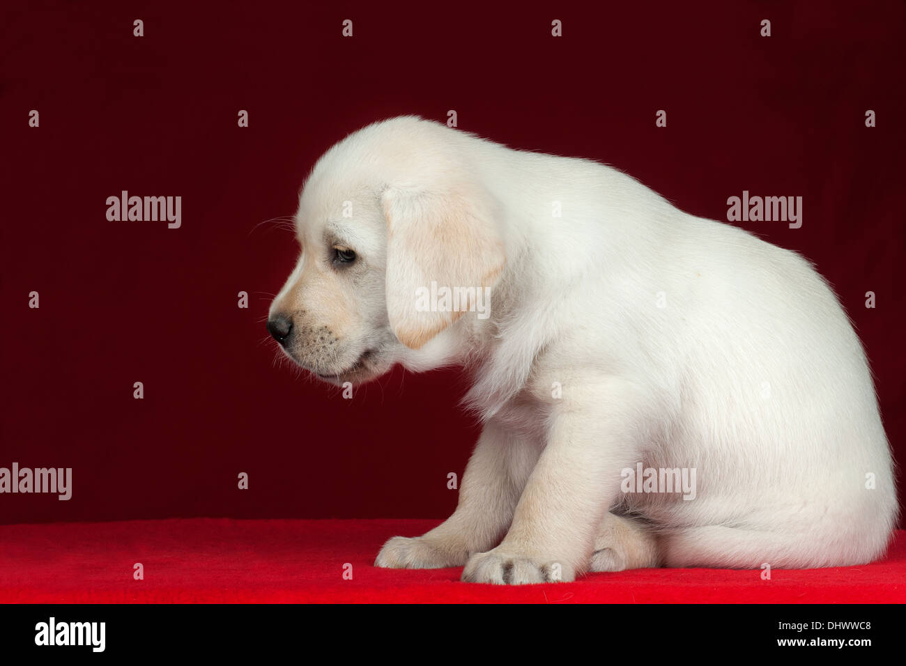 Labrador puppy standing and look sad on a red background with space for ...