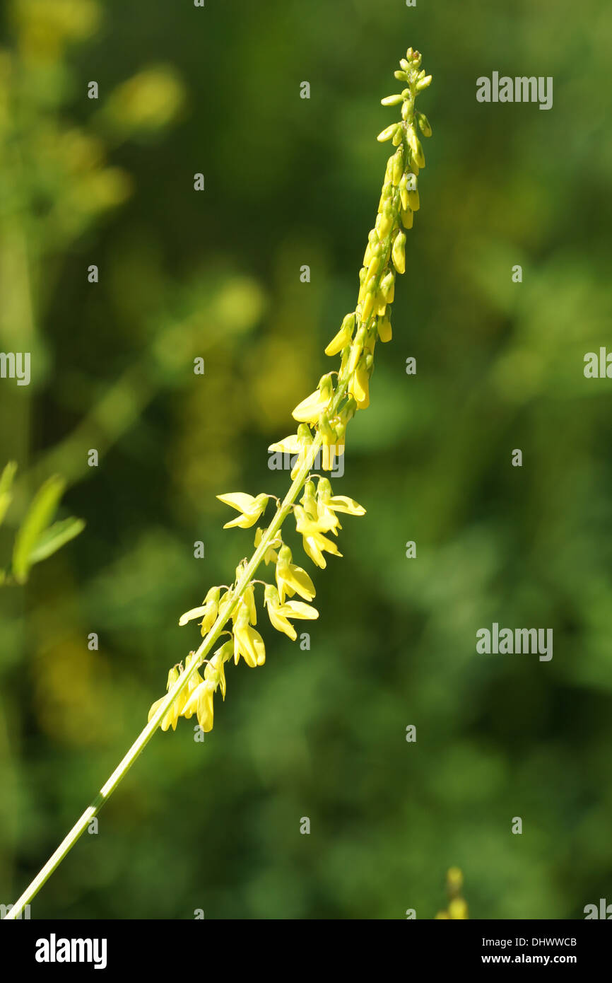 Yellow clover hi-res stock photography and images - Alamy