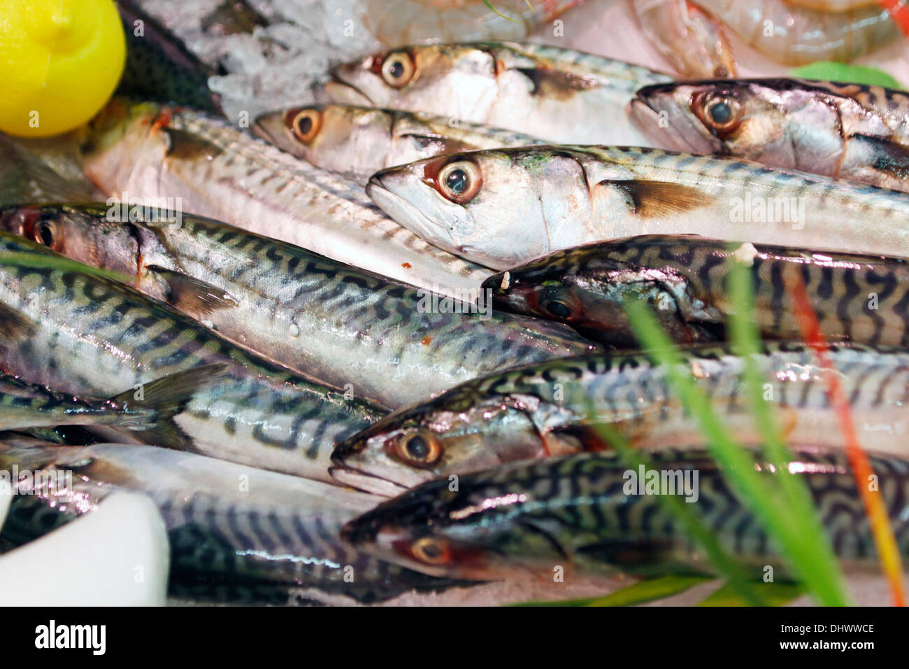 Trading fish hi-res stock photography and images - Alamy