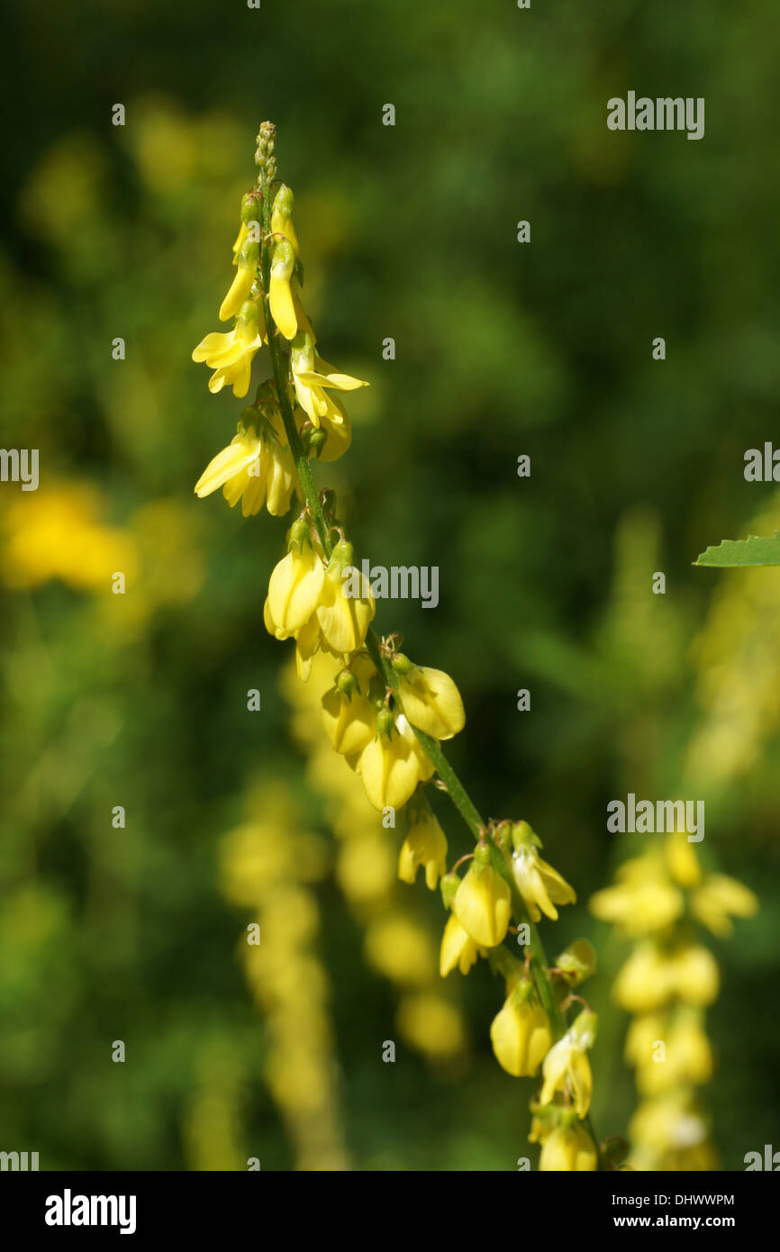 Yellow clover hi-res stock photography and images - Alamy