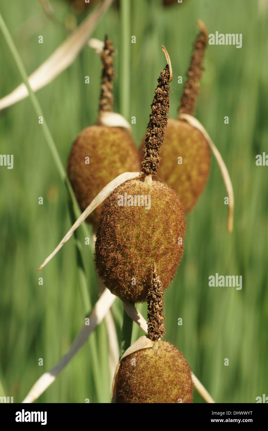Dwarf bulrush hi-res stock photography and images - Alamy