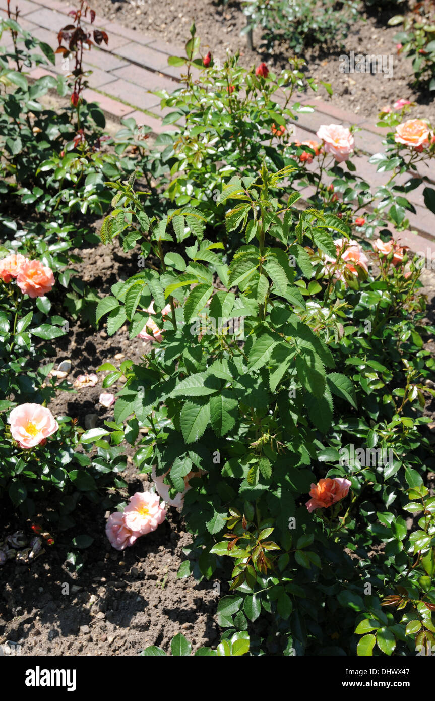 Hybrid-roses with wild stems Stock Photo - Alamy