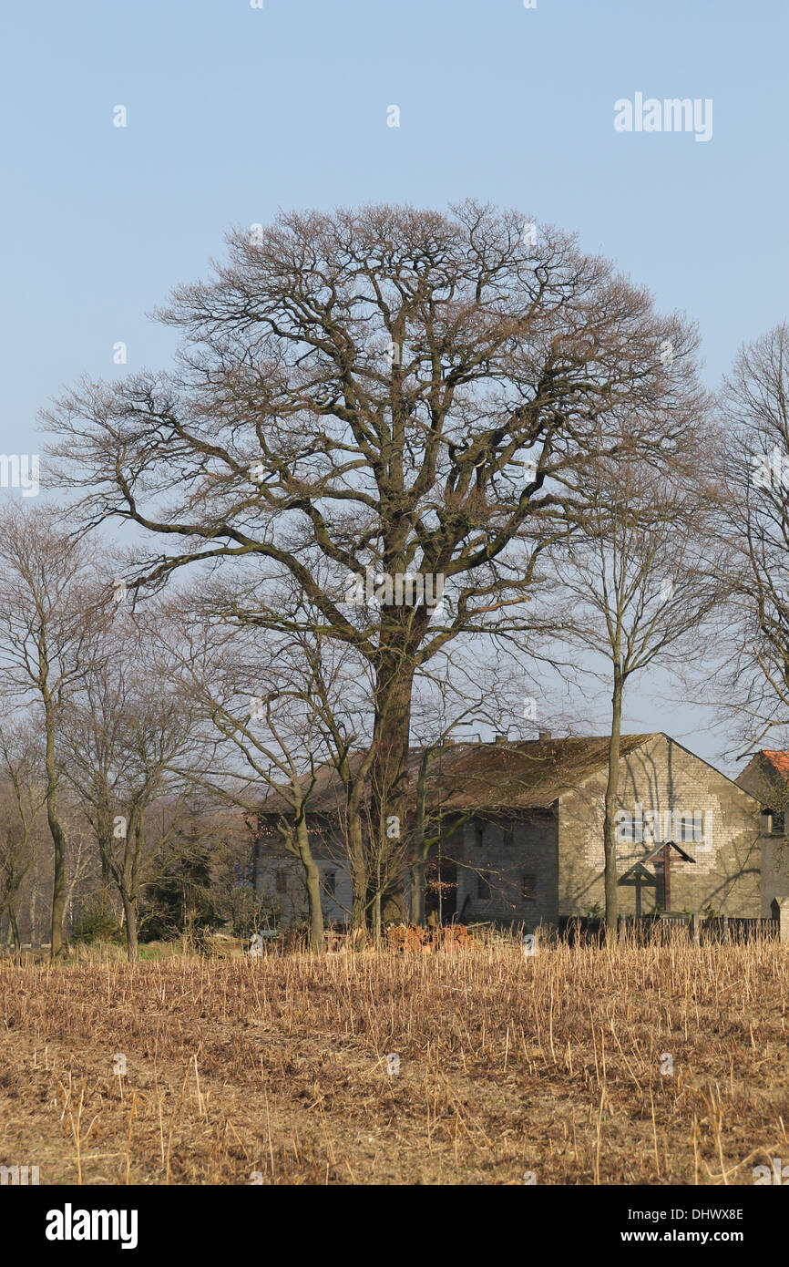 Old large tree hi-res stock photography and images - Alamy