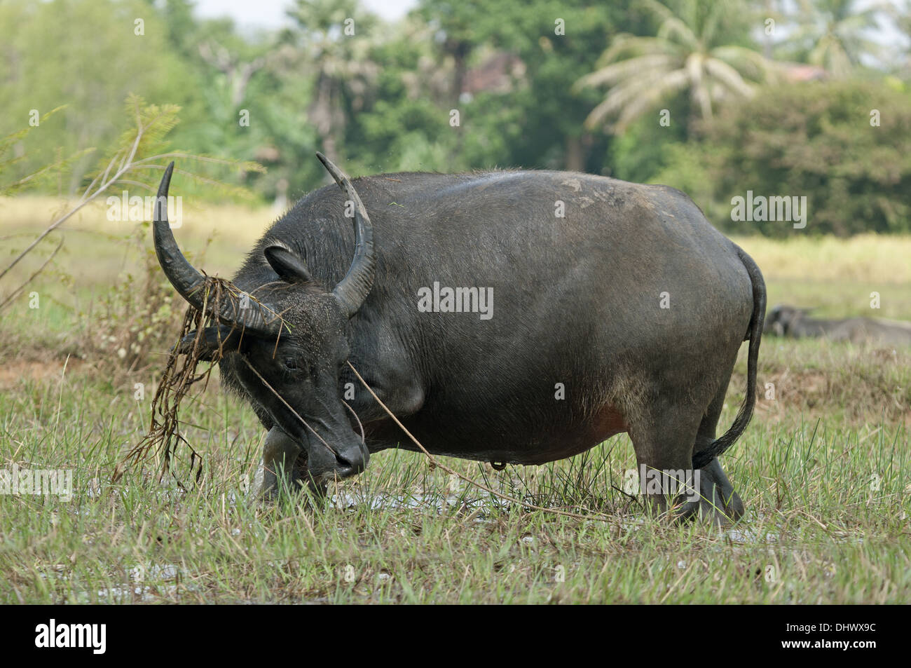 Asian water buffalo hi-res stock photography and images - Alamy