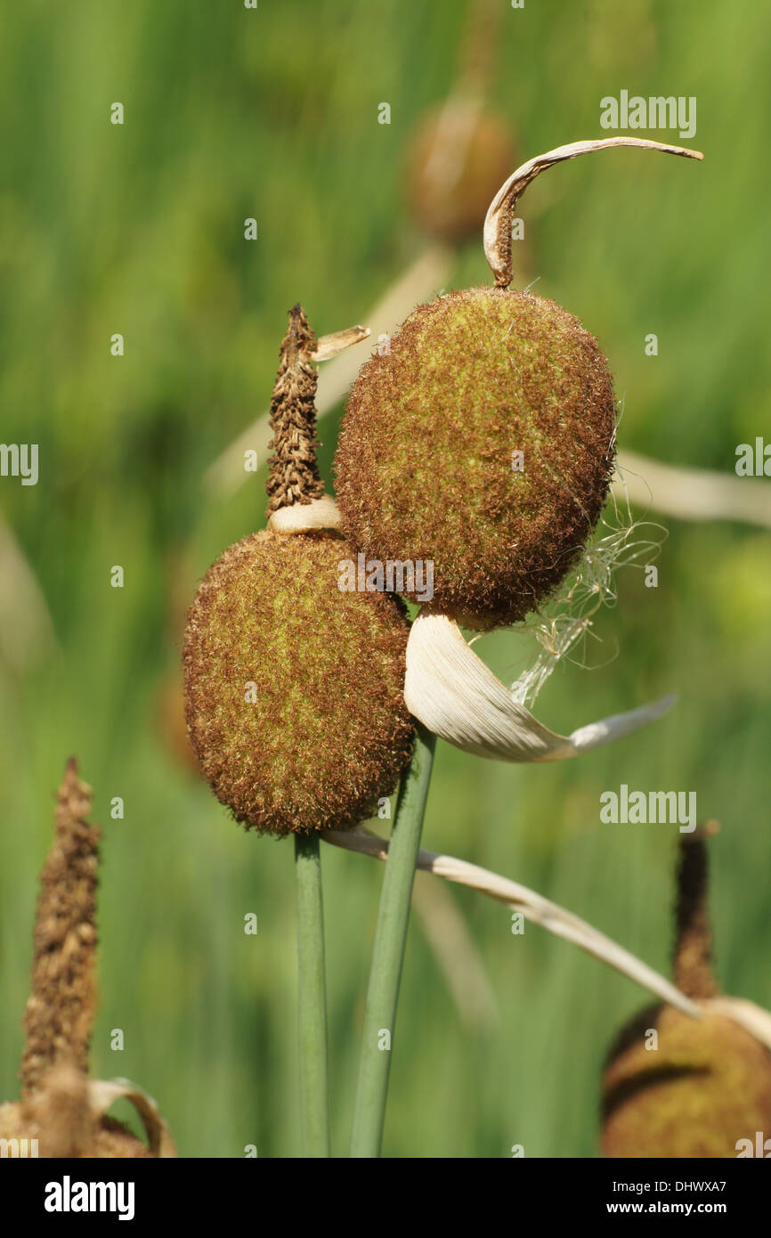 Dwarf bulrush typha minima hi-res stock photography and images - Alamy