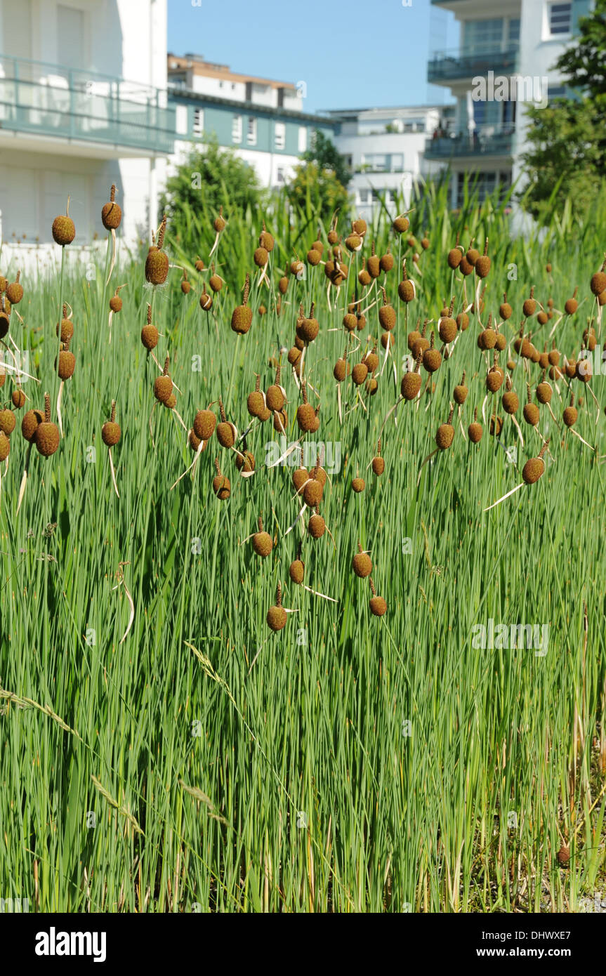 Dwarf bulrush typha minima hi-res stock photography and images - Alamy
