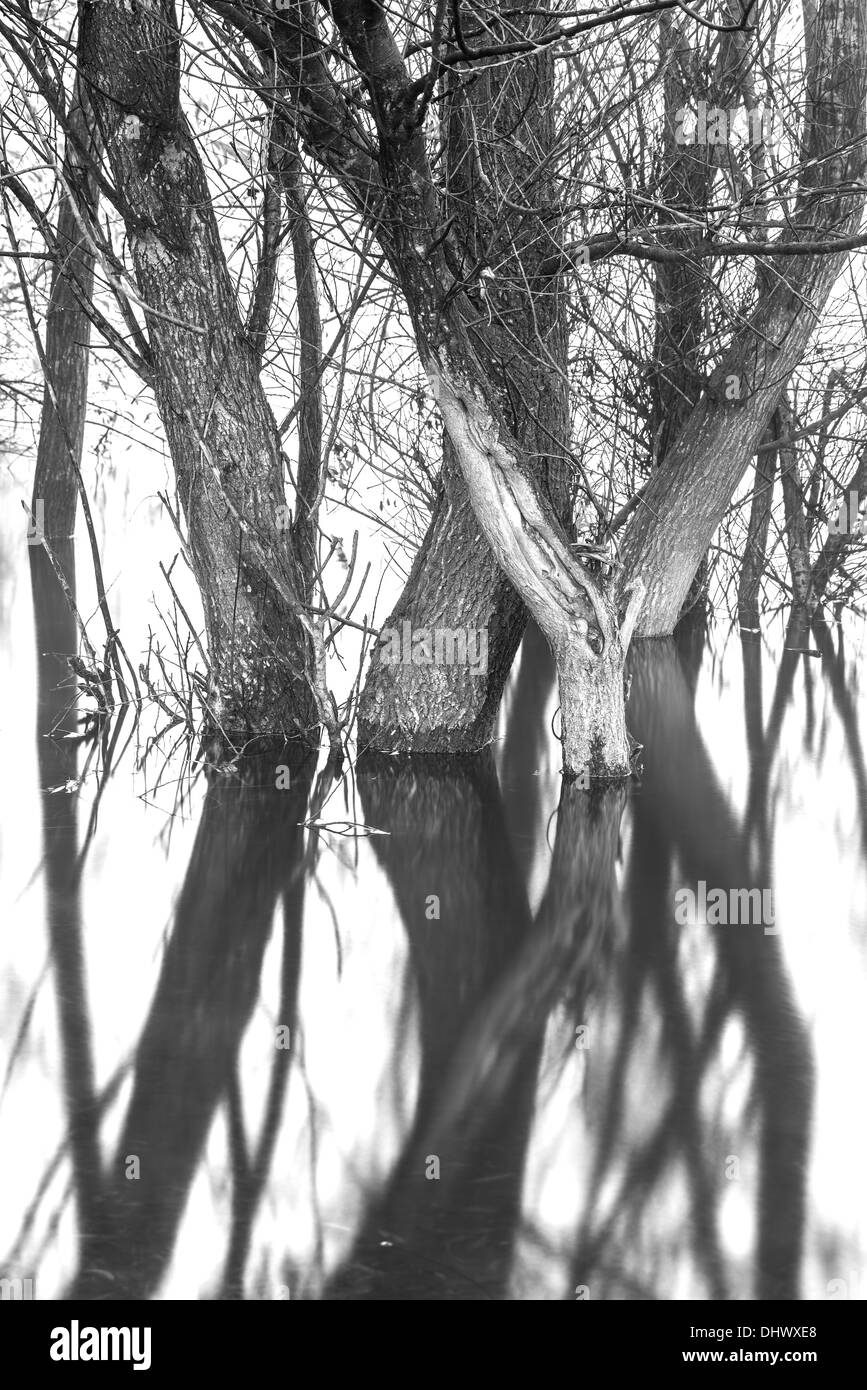 Tree reflection in water Stock Photo - Alamy