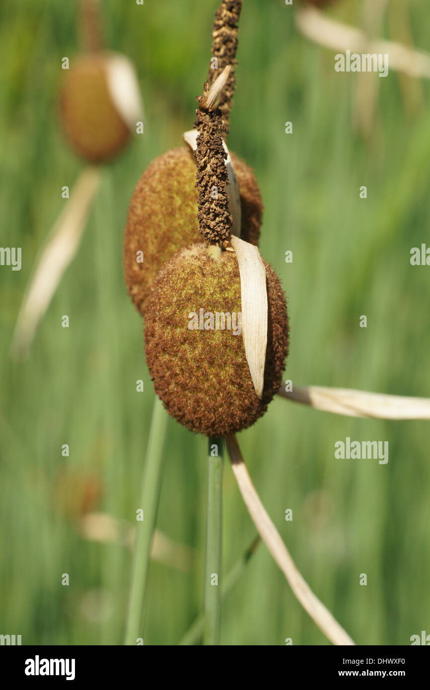 Dwarf bulrush typha minima hi-res stock photography and images - Alamy