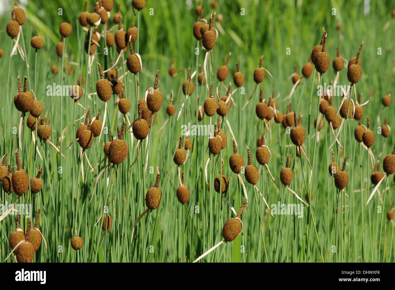 Dwarf bulrush typha minima hi-res stock photography and images - Alamy