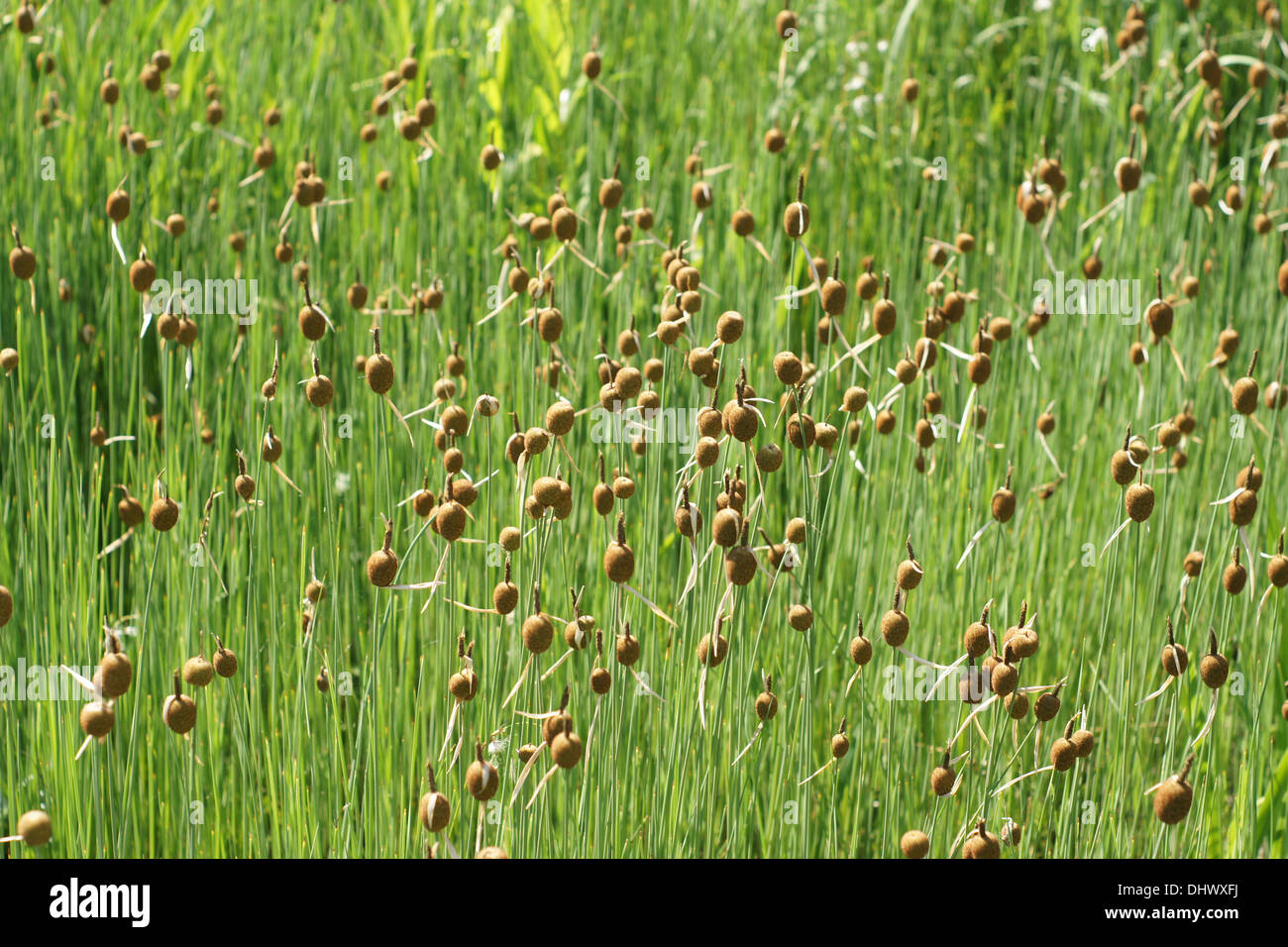 Dwarf Bulrush Typha Minima Stock Photos & Dwarf Bulrush Typha Minima ...