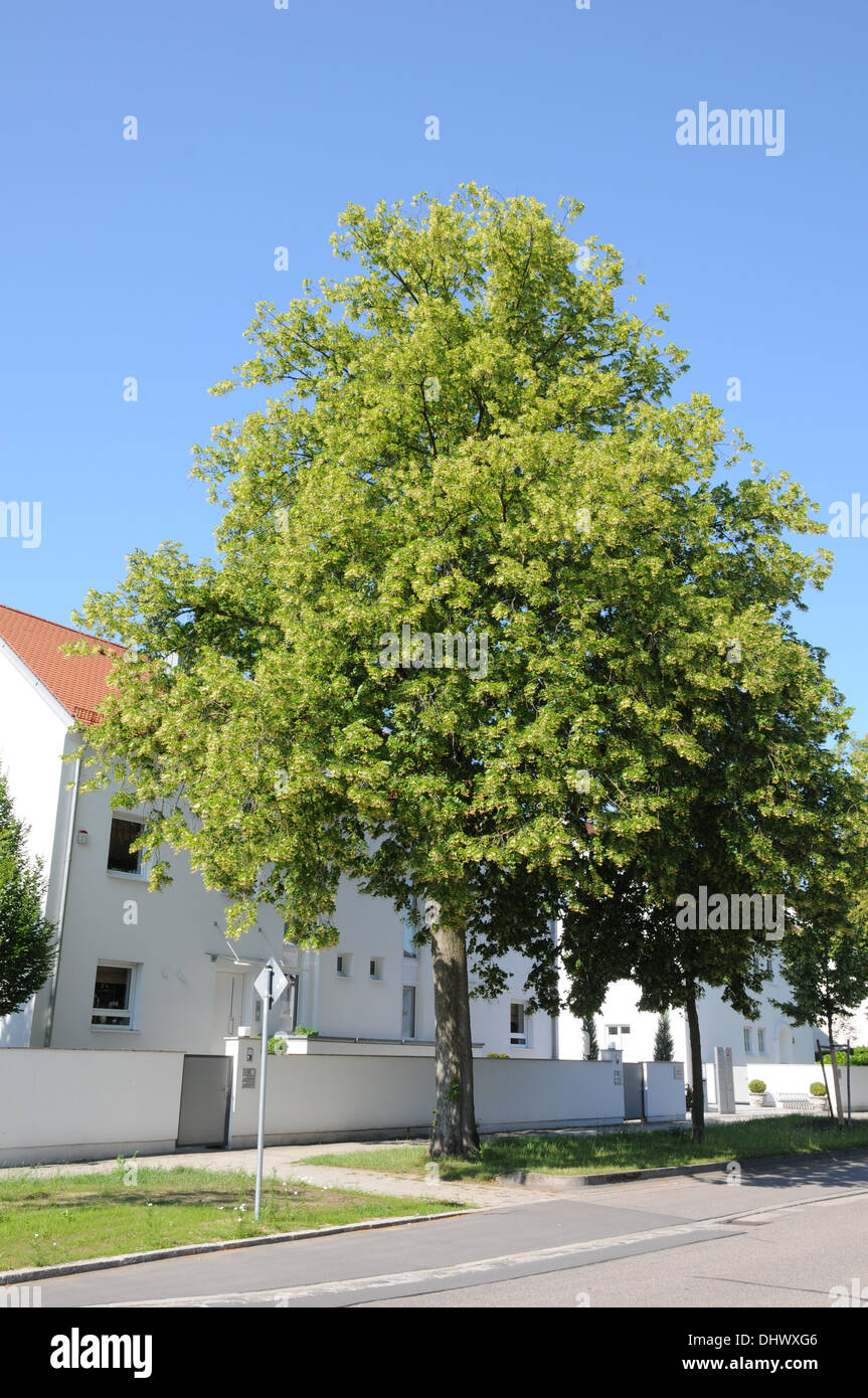 Largeleaved lime hi-res stock photography and images - Alamy