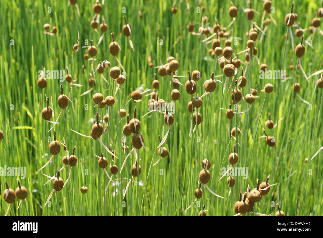 Dwarf Bulrush High Resolution Stock Photography and Images - Alamy
