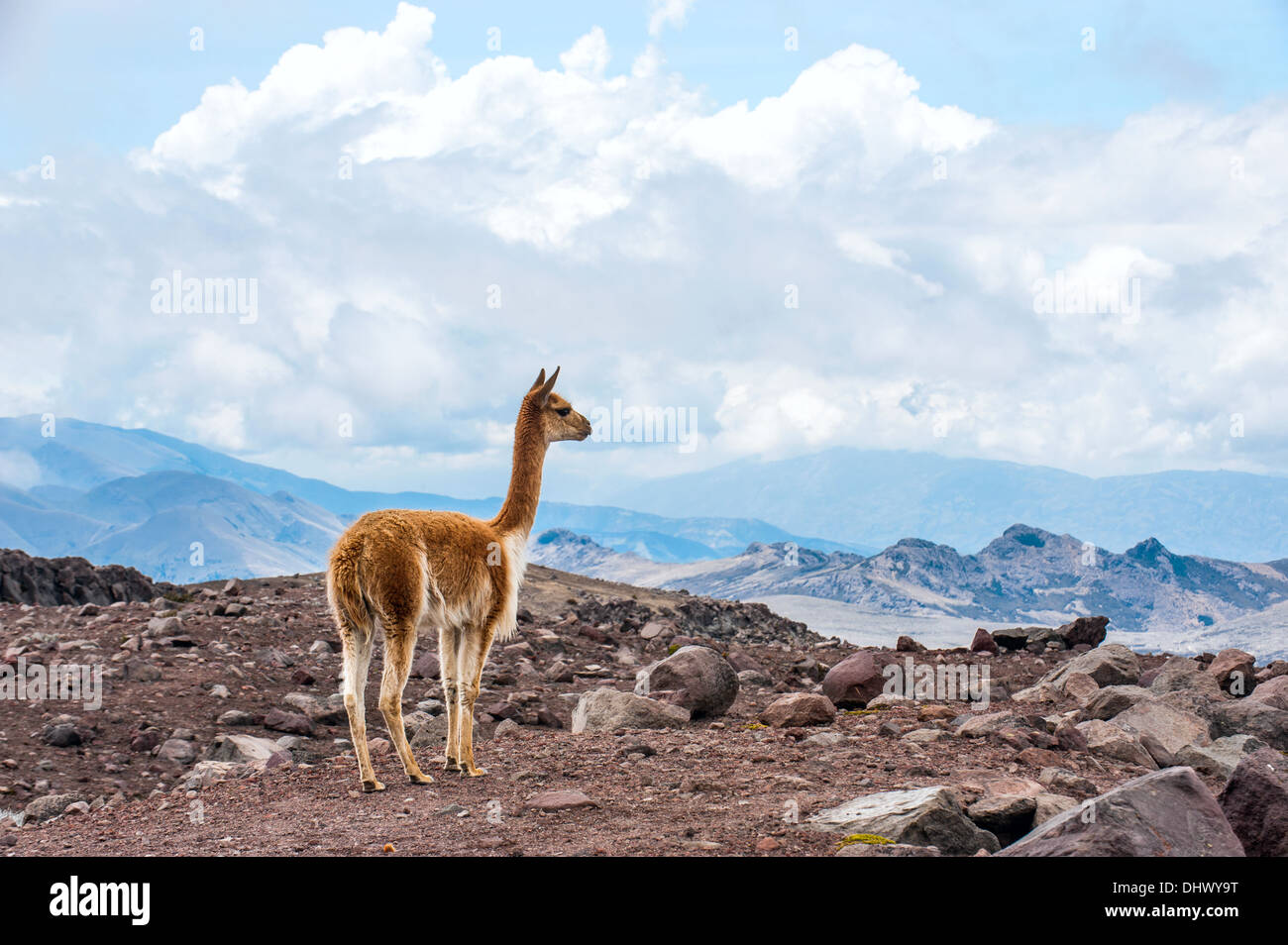 Vicunas (vicugnas) in the high alpine areas of the Andes, Ecuador Stock ...