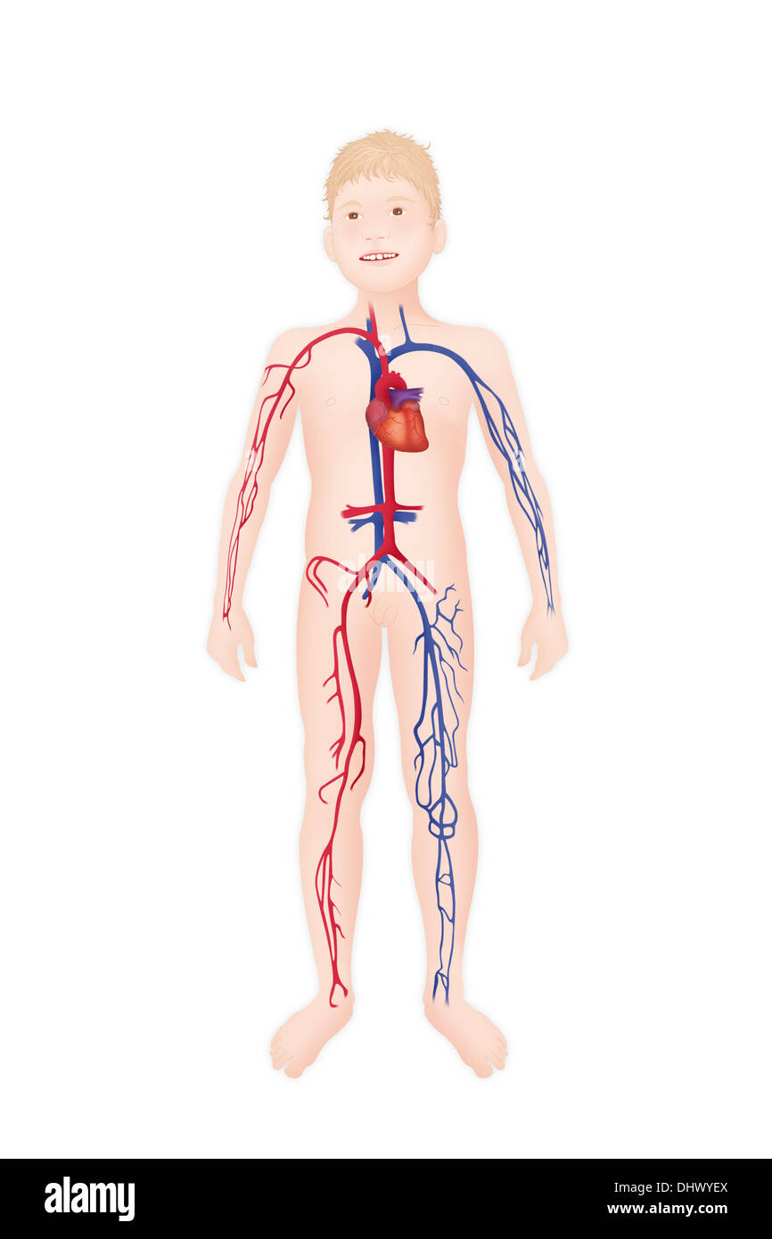 BLOOD CIRCULATION, ILLUSTRATION Stock Photo - Alamy