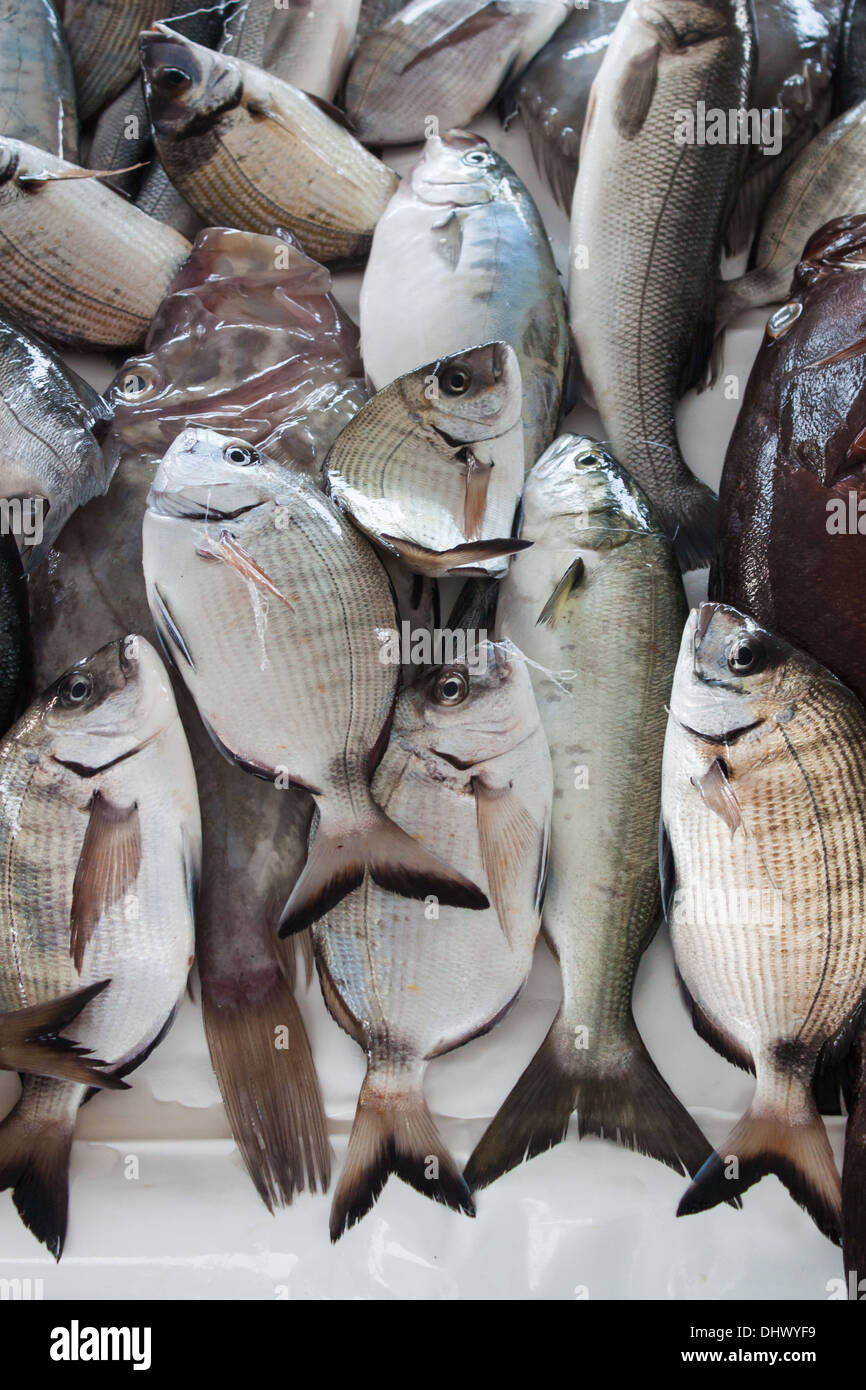 fresh fish closeup market vertical fishes Stock Photo - Alamy