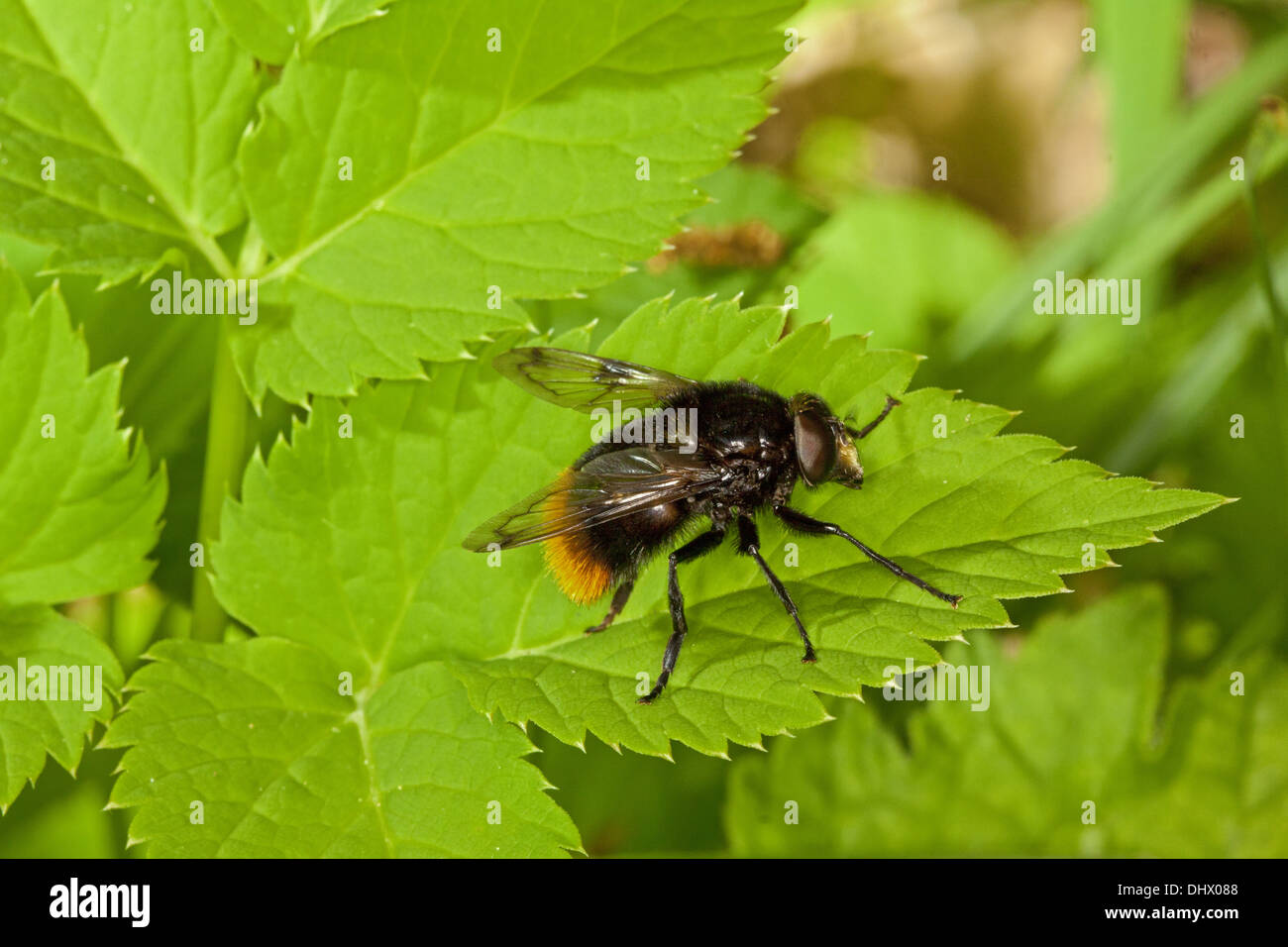 Volucella hi-res stock photography and images - Alamy