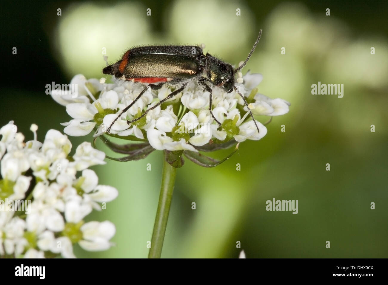 Malachite beetle hi-res stock photography and images - Alamy