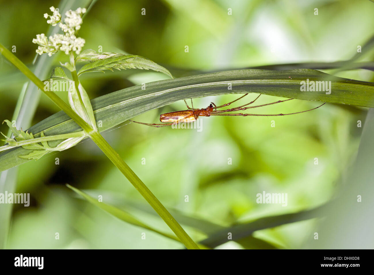 Long spider web hi-res stock photography and images - Alamy