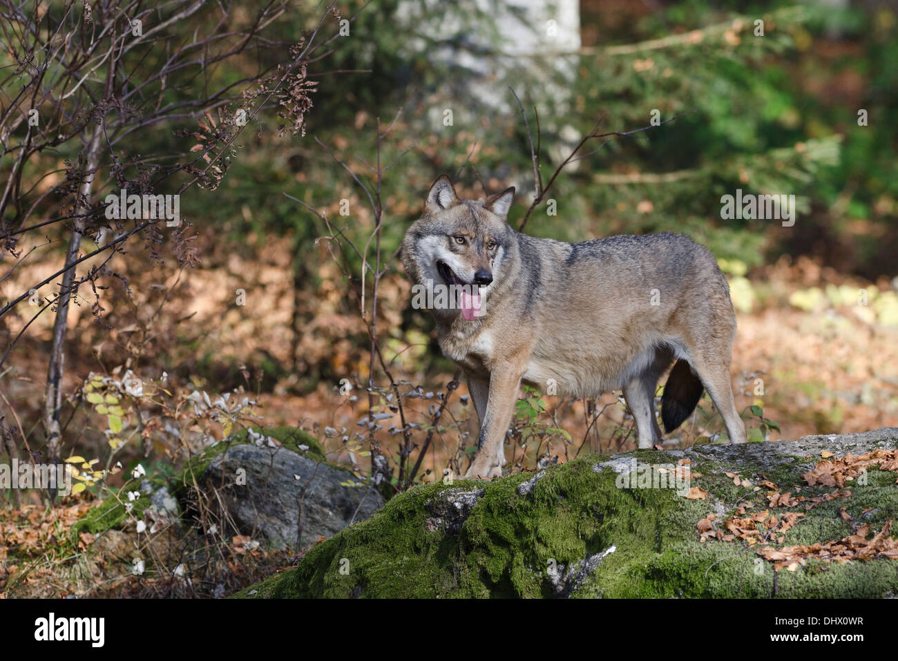Wolf showing alert stance hi-res stock photography and images - Alamy