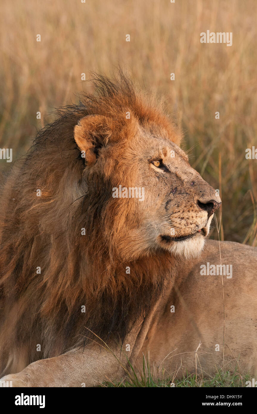 Male Lion looks into the distance as the new day starts in Africa Stock ...