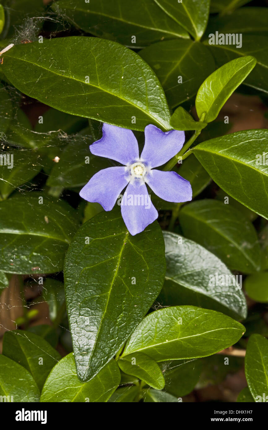 Vinca minor, Lesser Periwinkle Stock Photo - Alamy