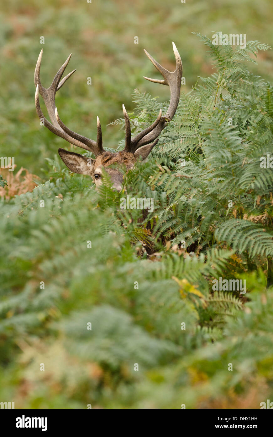 Red Deer stag peers out from amongst the heather, during the rutting ...