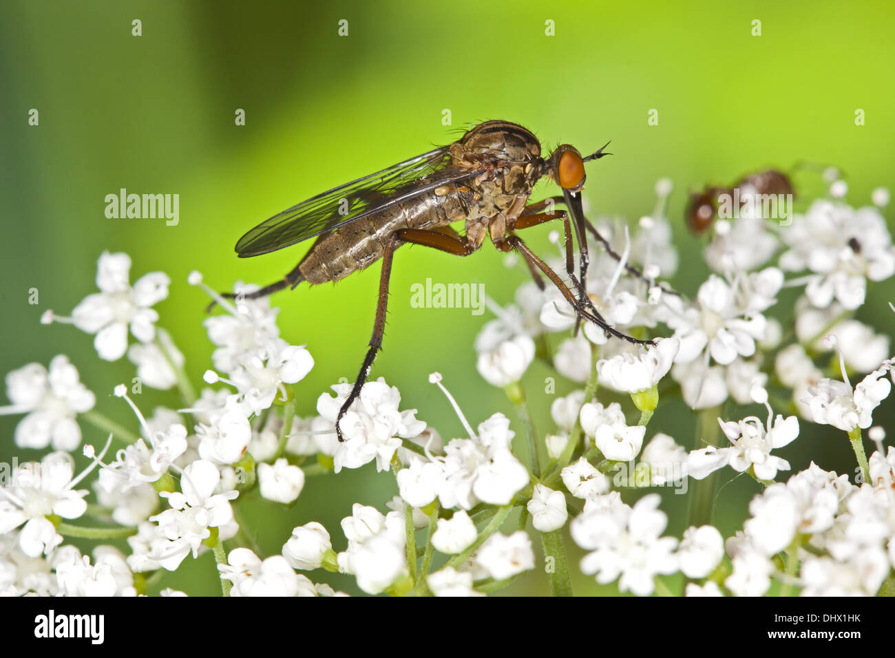 Dagger flies hi-res stock photography and images - Alamy