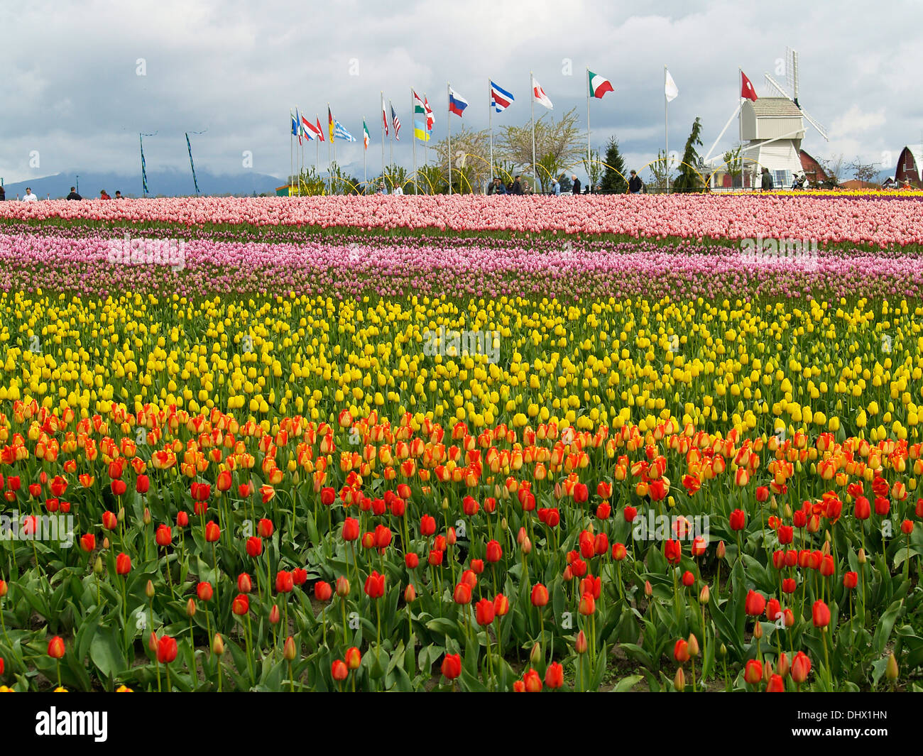 Tulip festival windmill hi-res stock photography and images - Alamy