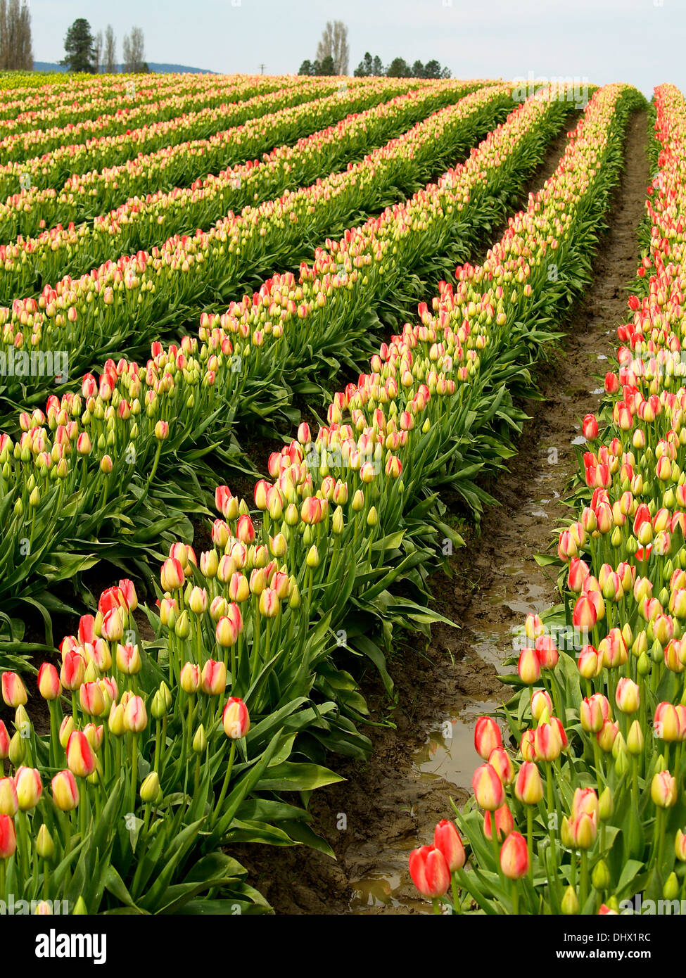 Rows of tulips at the Tulip Festival in Mt.Vernon,Washington State ...