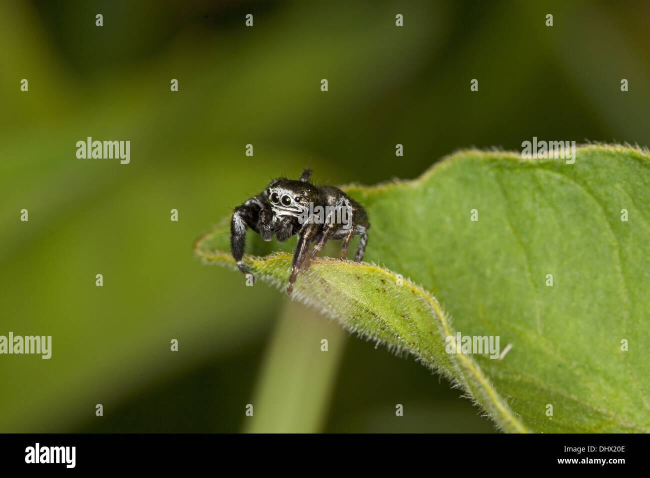 Evarcha arcuata, Jumping Spider Stock Photo - Alamy