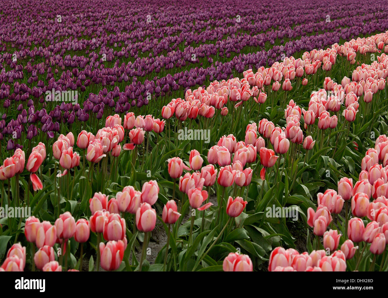 Tulip rows hi-res stock photography and images - Alamy