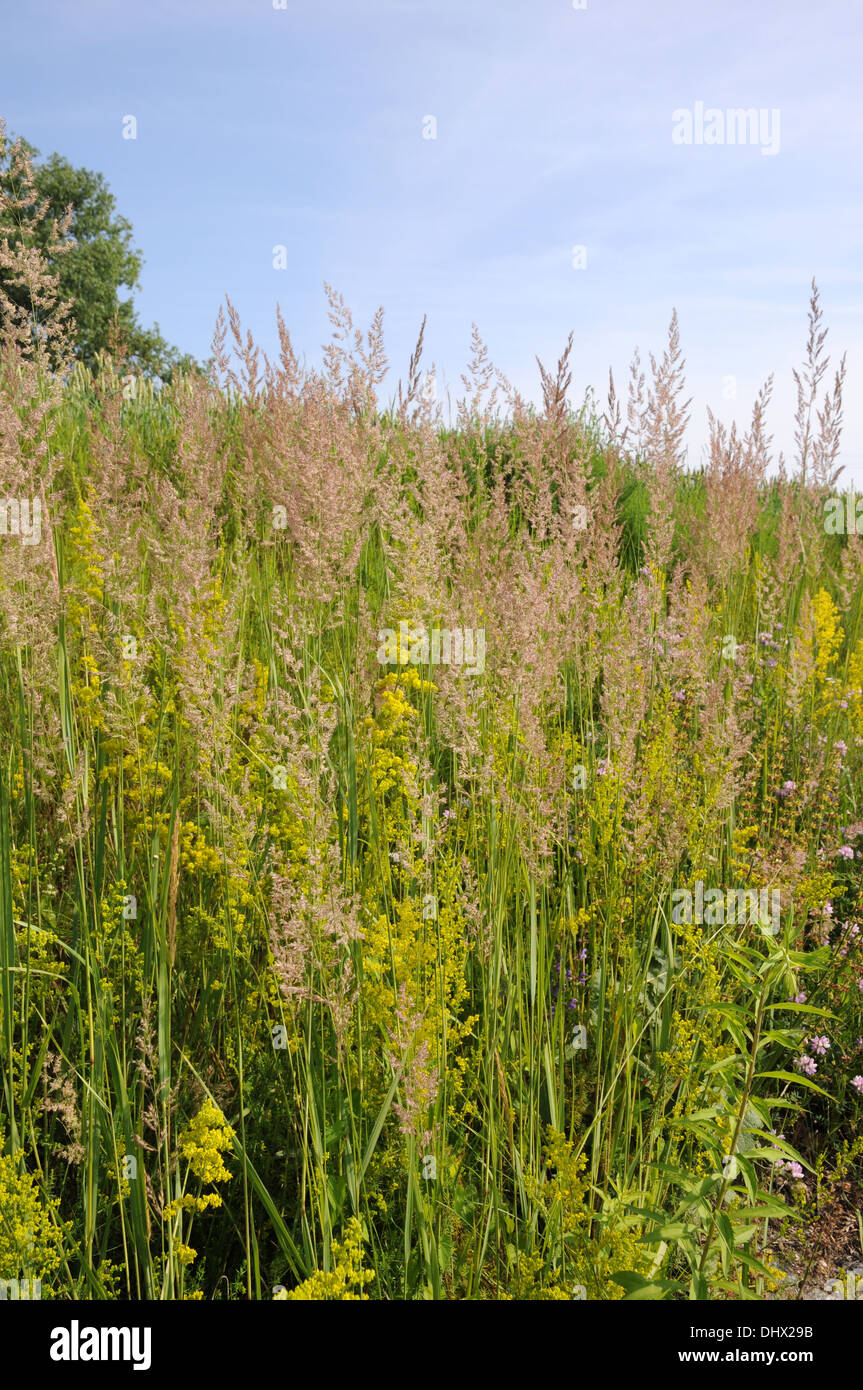Wood reed hi-res stock photography and images - Alamy