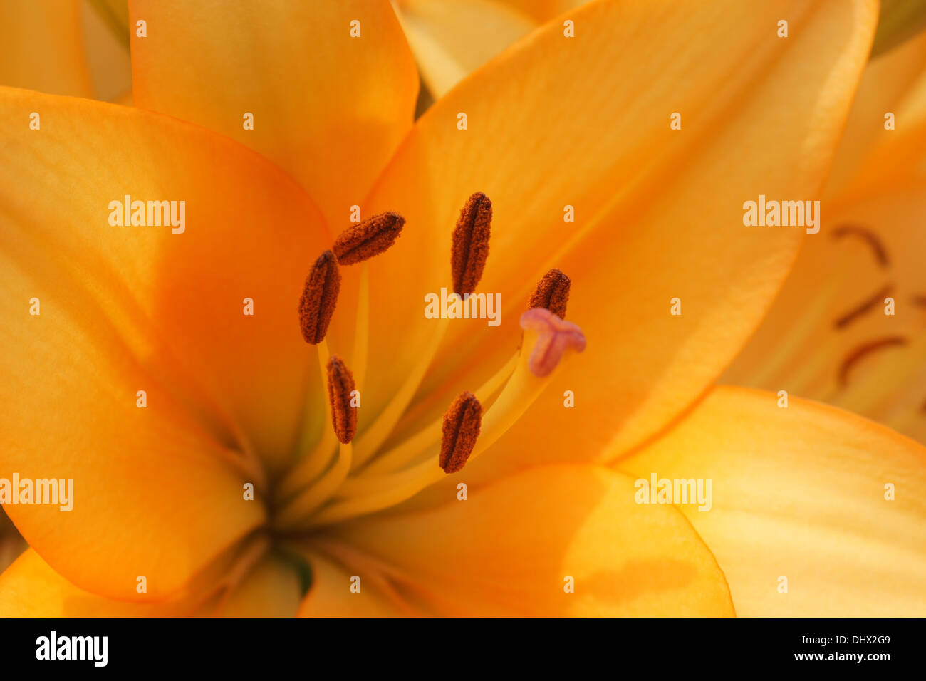Asiatic lilies hi-res stock photography and images - Alamy