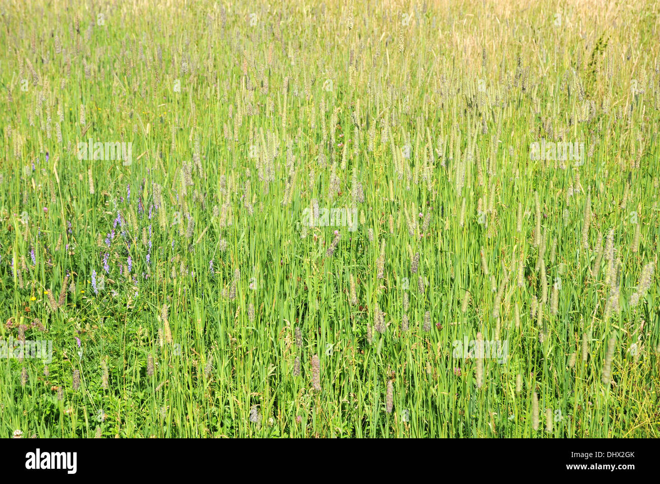 Timothygrass hi-res stock photography and images - Alamy