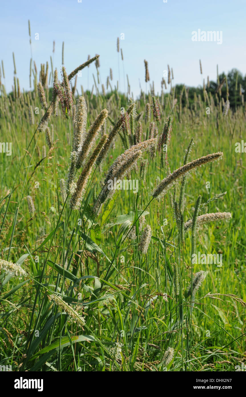 Timothy Grasses High Resolution Stock Photography and Images - Alamy