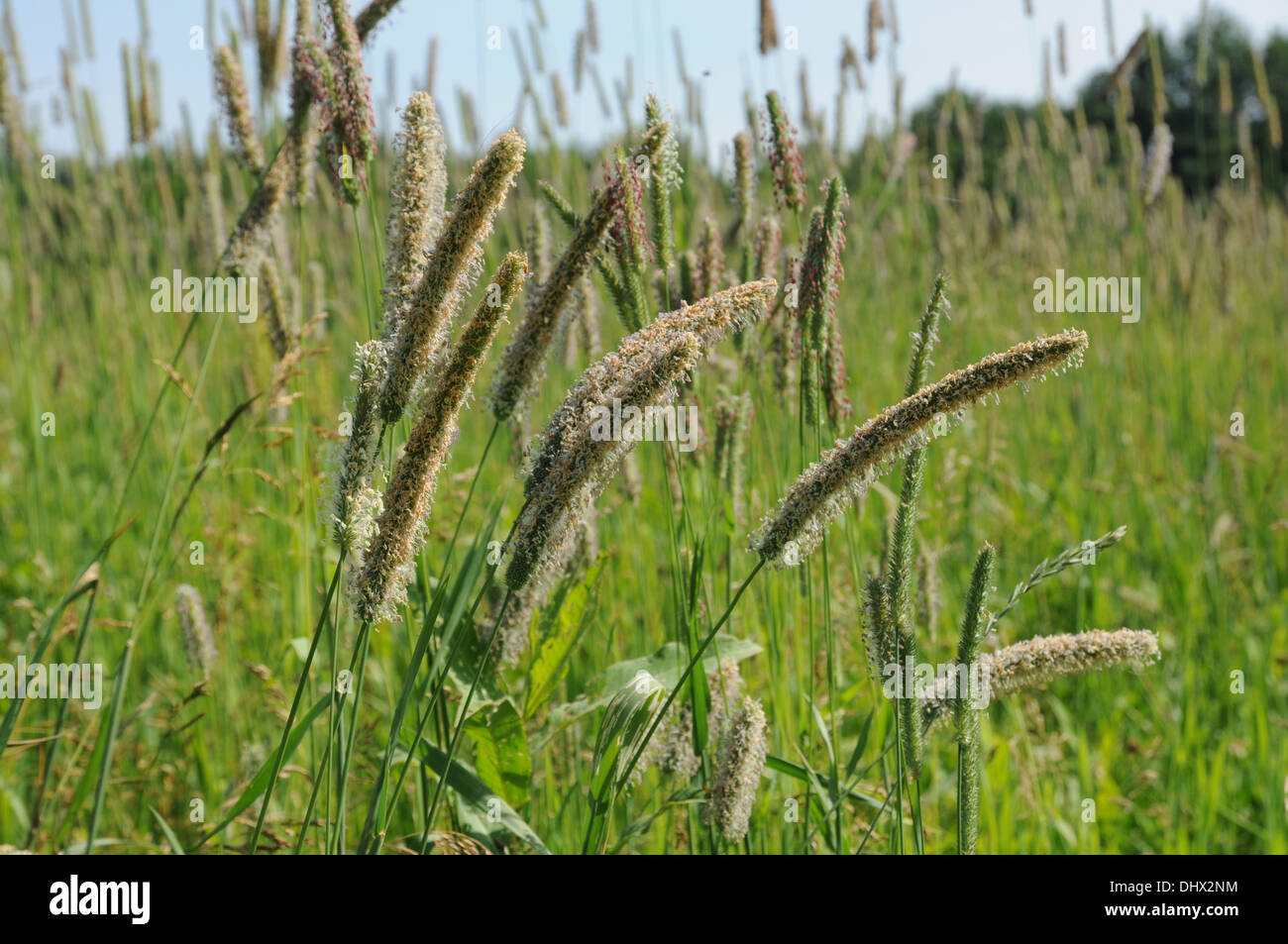 Timothy grasses hi-res stock photography and images - Alamy