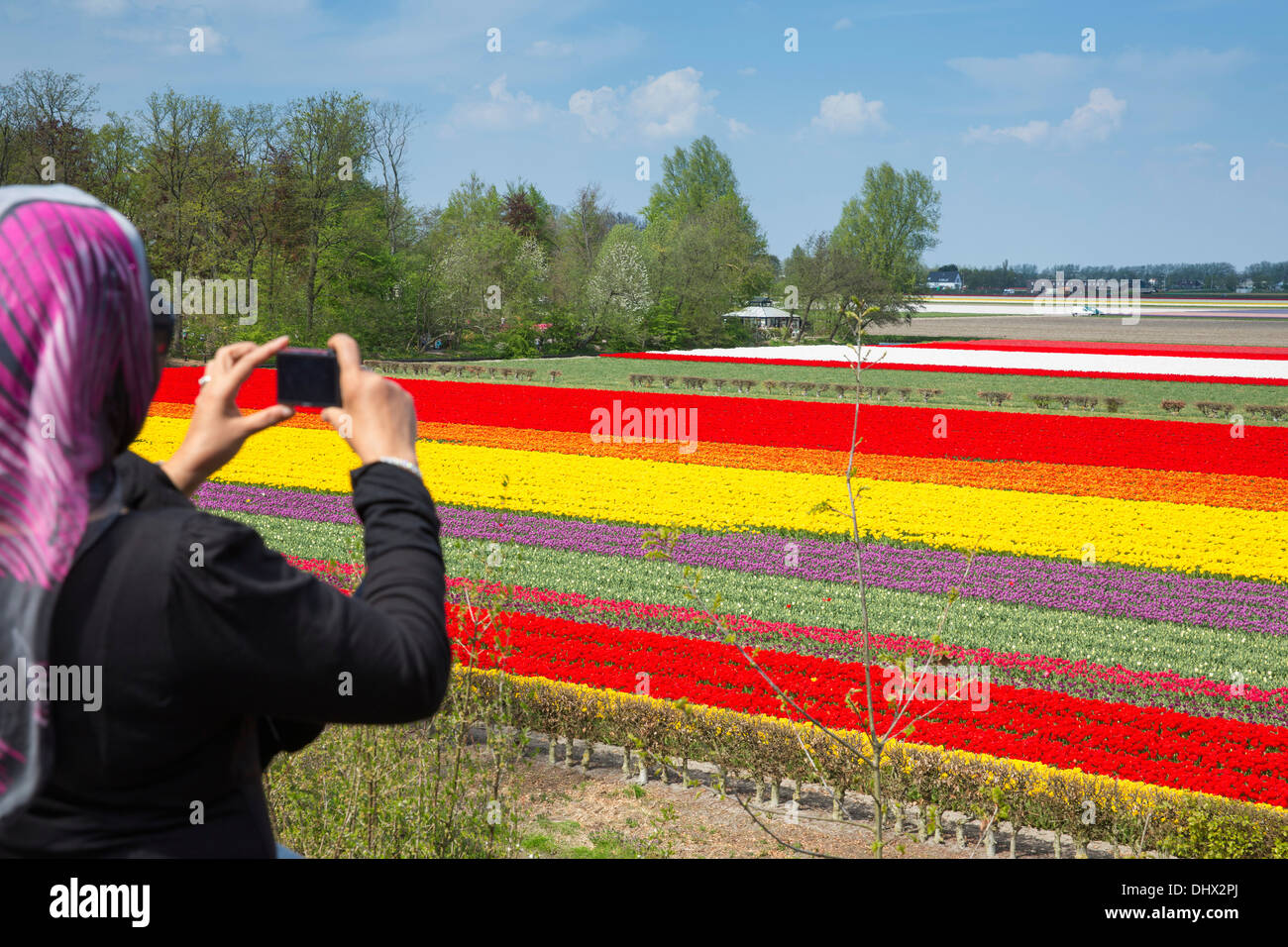 Netherlands, Lisse, Tulip fields. High angle view from Keukenhof ...